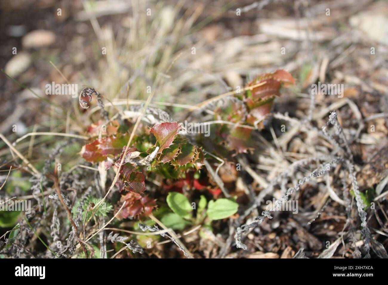 California barberry (Berberis pinnata) , Sweeney Ridge Stock Photo - Alamy