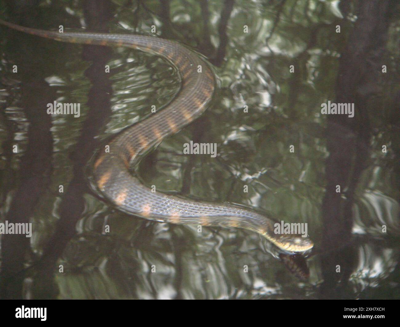 Southern Banded Watersnake (Nerodia fasciata fasciata) , roanoke river ...