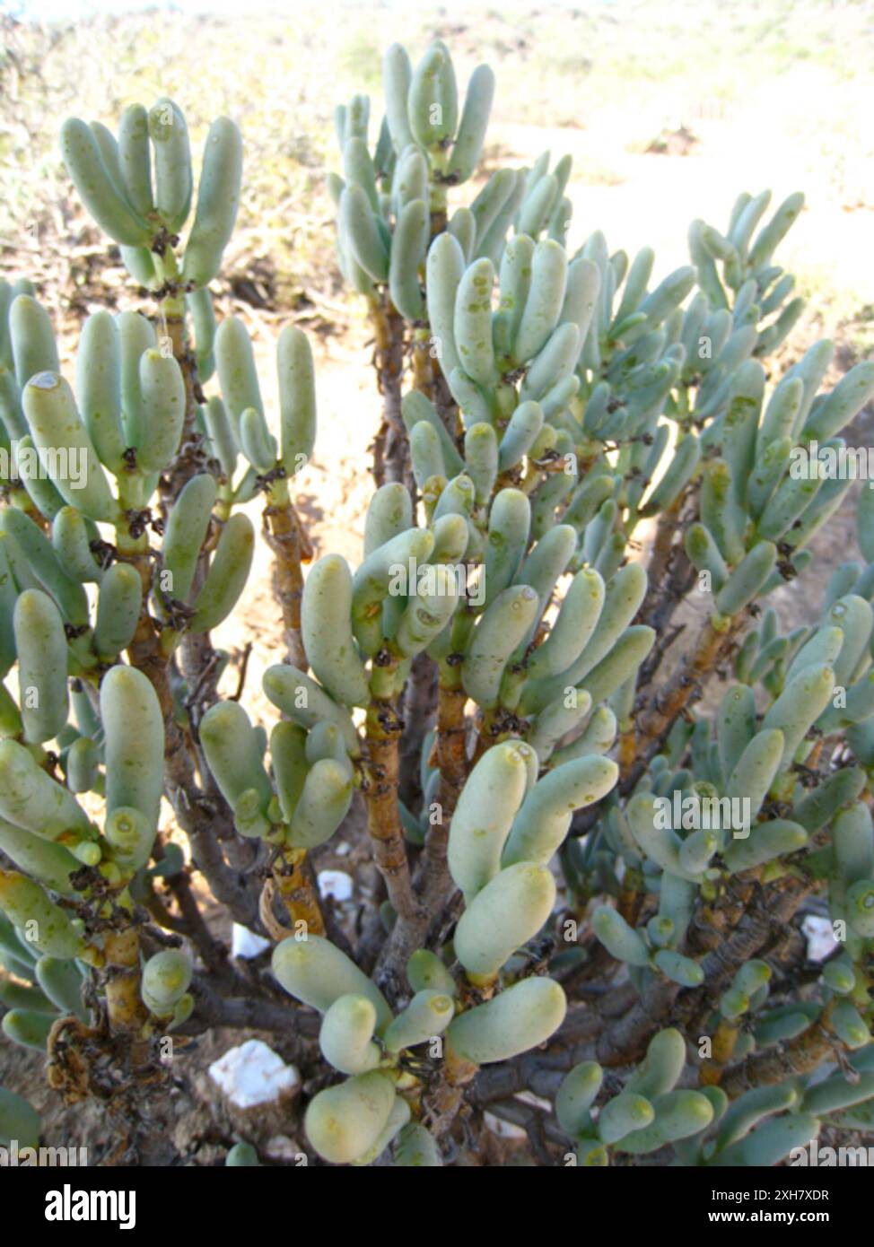 Baboon's-food (Augea capensis) , Min Water: Min Water in the Klein ...