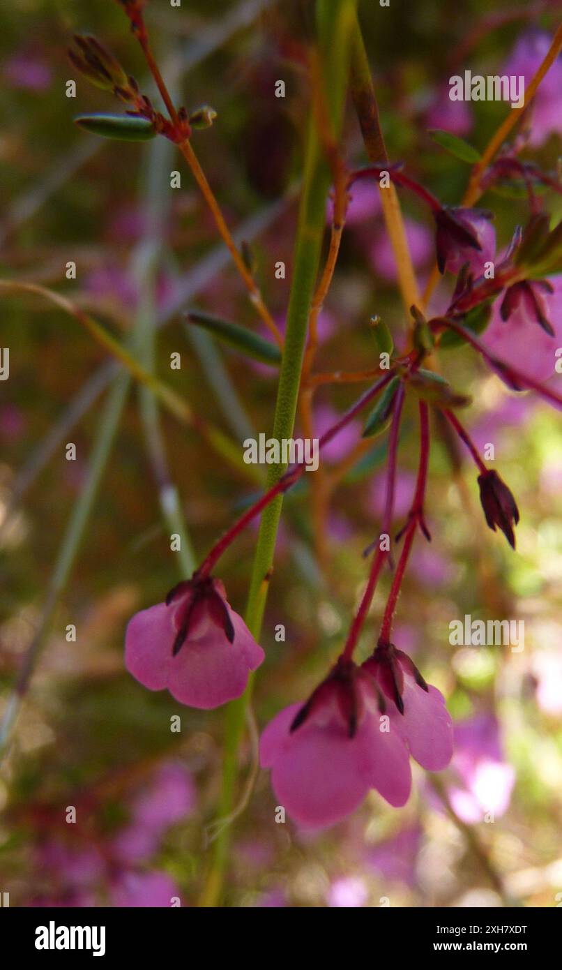 (Erica tetrathecoides) , Langeberg Nature Reserve: On the ...