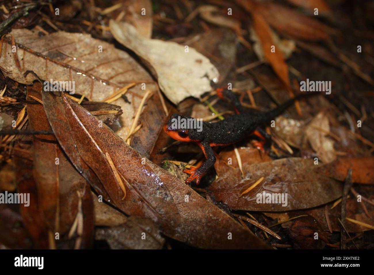 Red-bellied Newt (Taricha rivularis) , Sonoma County, US-CA, US Stock ...