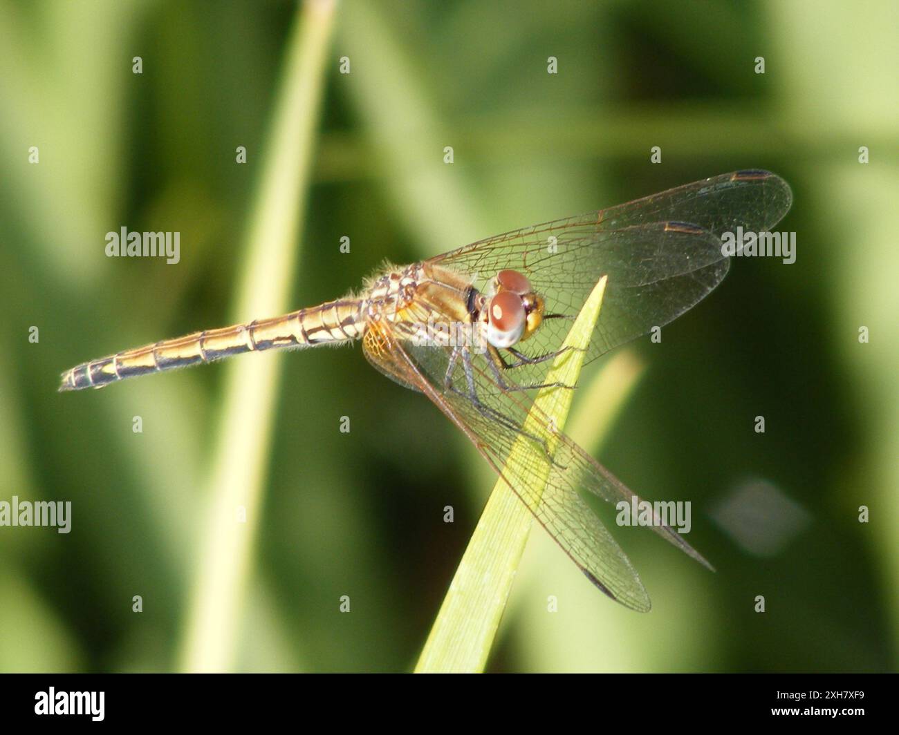 Red-veined Dropwing (Trithemis arteriosa) , Jakkalsbessie, Malelane ...