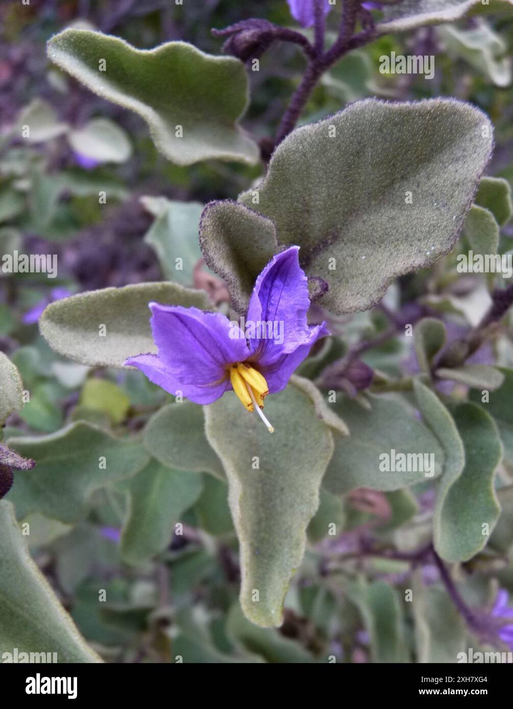 Common Snake-apple (Solanum tomentosum) , Attakwaskloof: Attakwaskloof ...