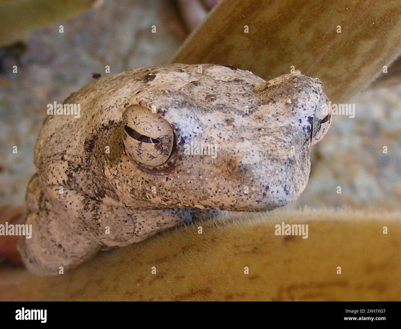 Grey Foam-nest Tree Frog (Chiromantis xerampelina) , Jakkalsbessie ...