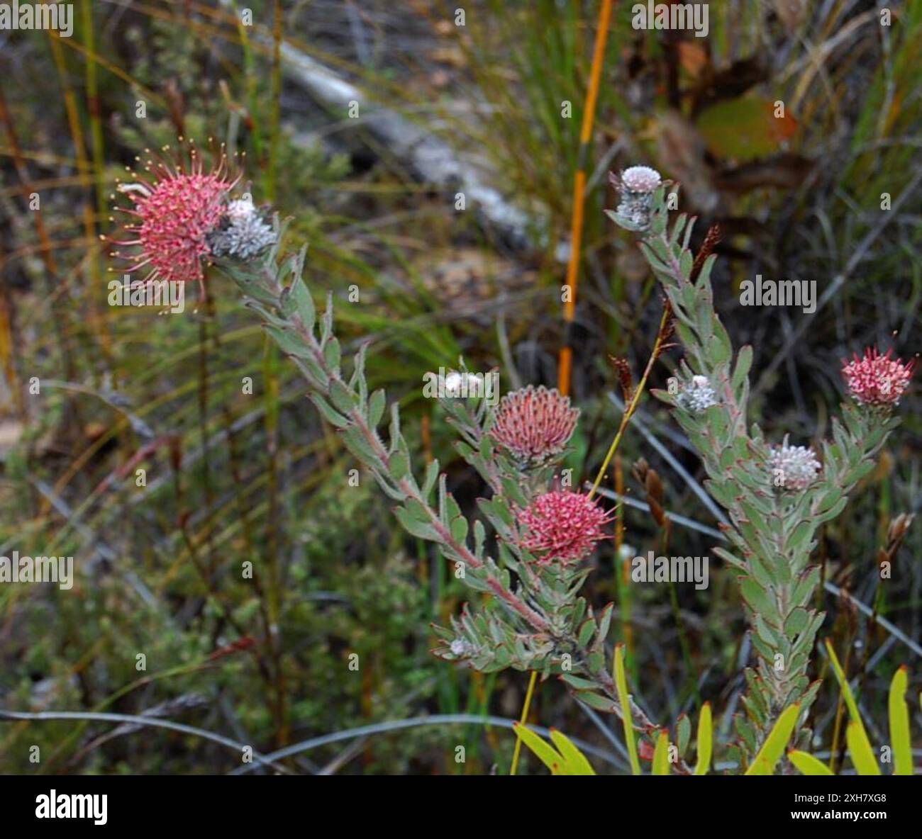 Arid Pincushion (Leucospermum calligerum) , Langeberg Nature Reserve ...