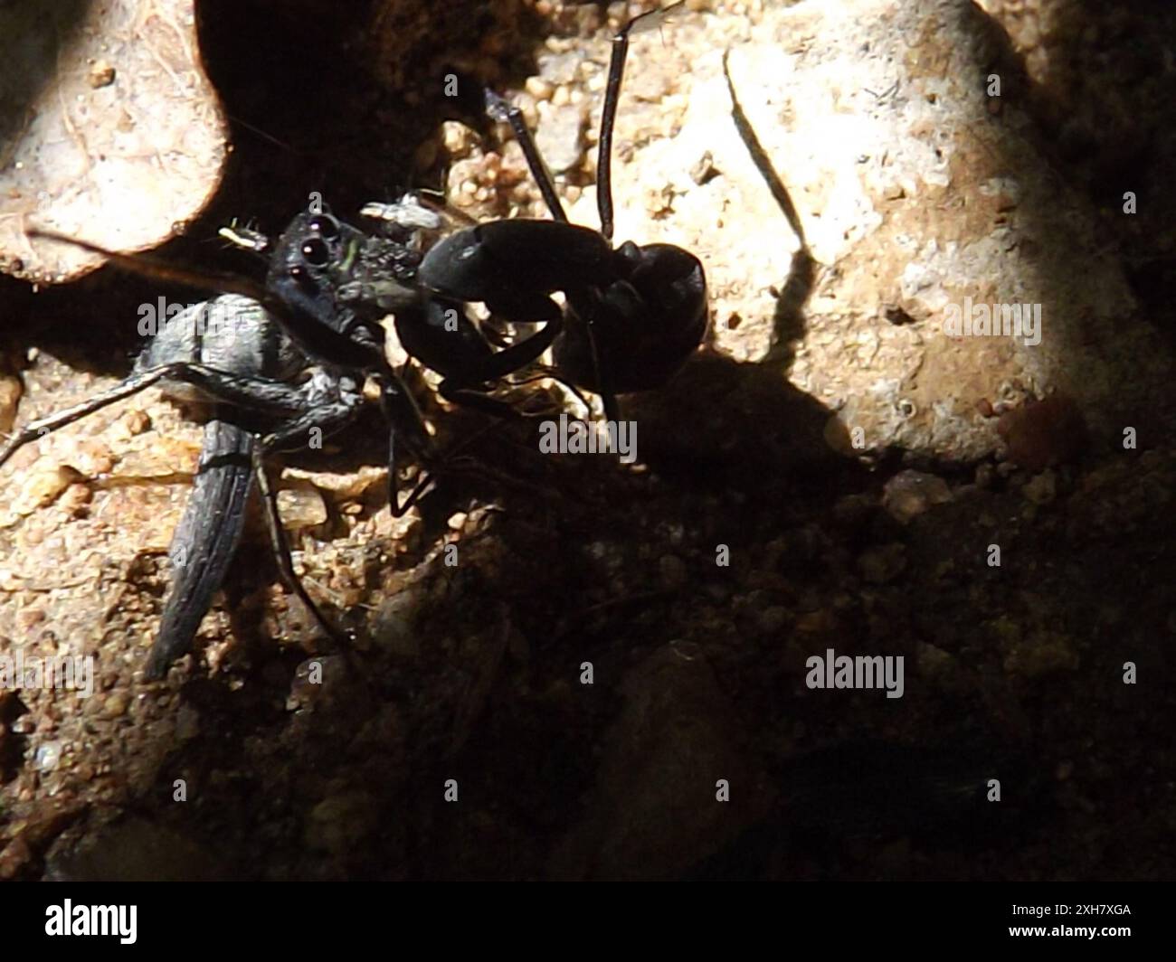 Chiredzi zimbabwe hi-res stock photography and images - Alamy