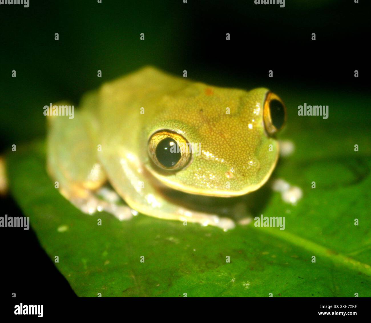 Tai Forest Tree Frog (Leptopelis occidentalis) Côte d'Ivoire Stock ...