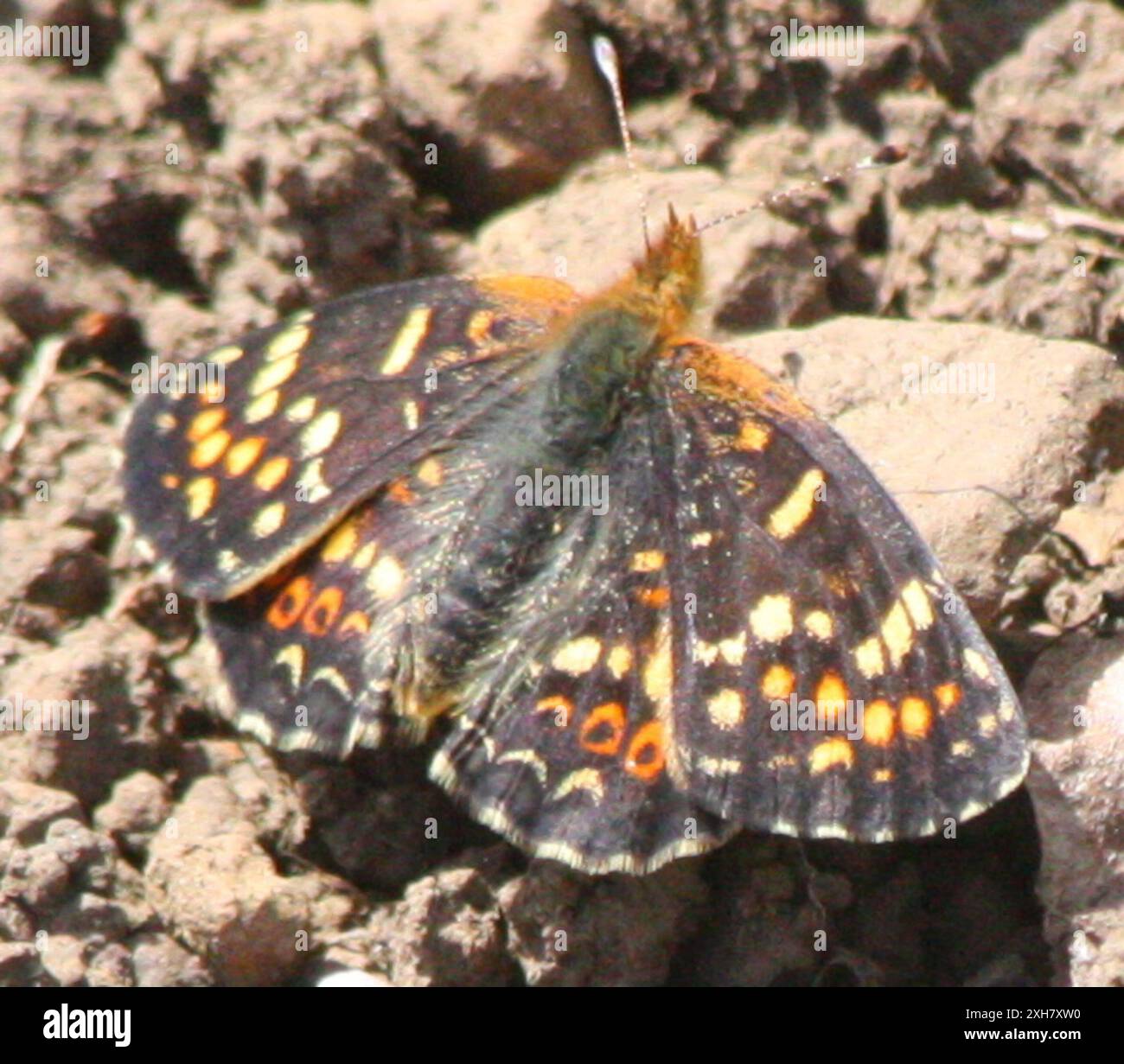 Field Crescent (Phyciodes pulchella) Milagra Ridge, Pacifica ...