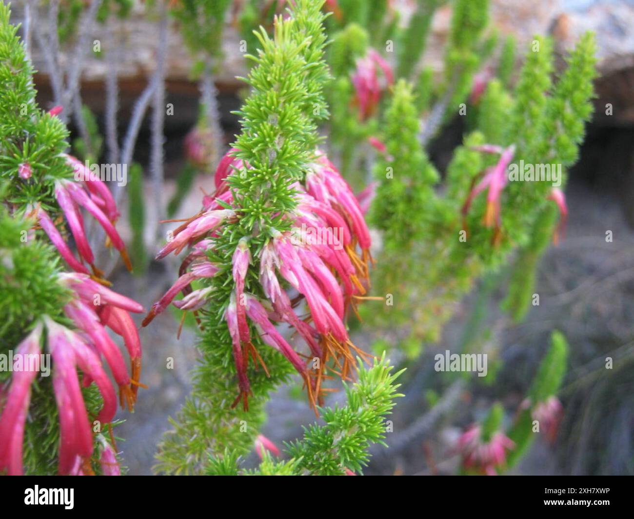 Red Hanging Heath (Erica coccinea coccinea) Camferskloof in the ...