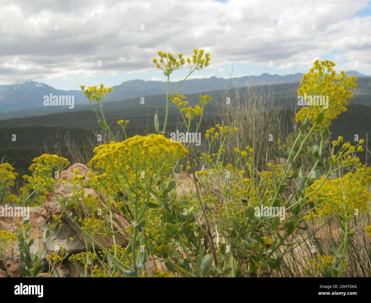 Poorflower Babooncabbage (Othonna parviflora) Rooiberg in the Gamkaberg ...
