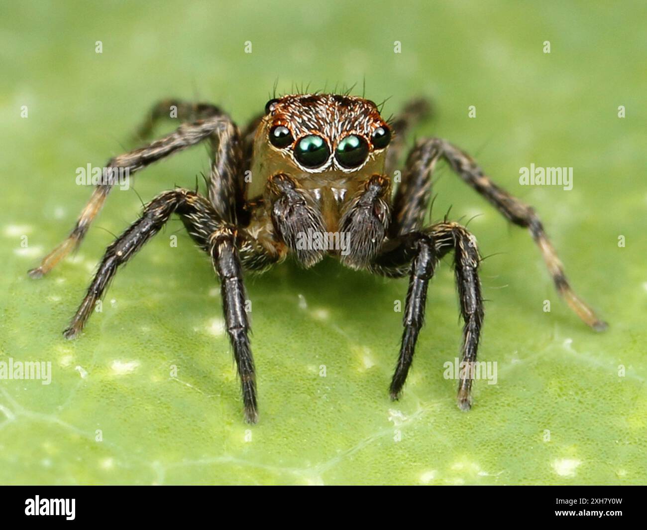 flea jumping spider (Naphrys pulex) Nashville, Tennessee, US Stock ...