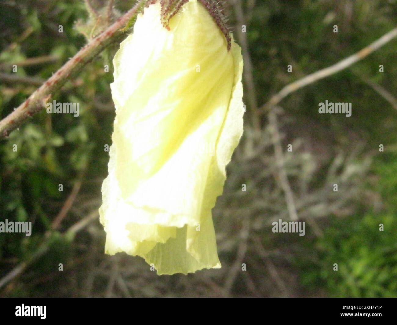 Prickly Tree Hibiscus (Hibiscus diversifolius diversifolius) Dune ...