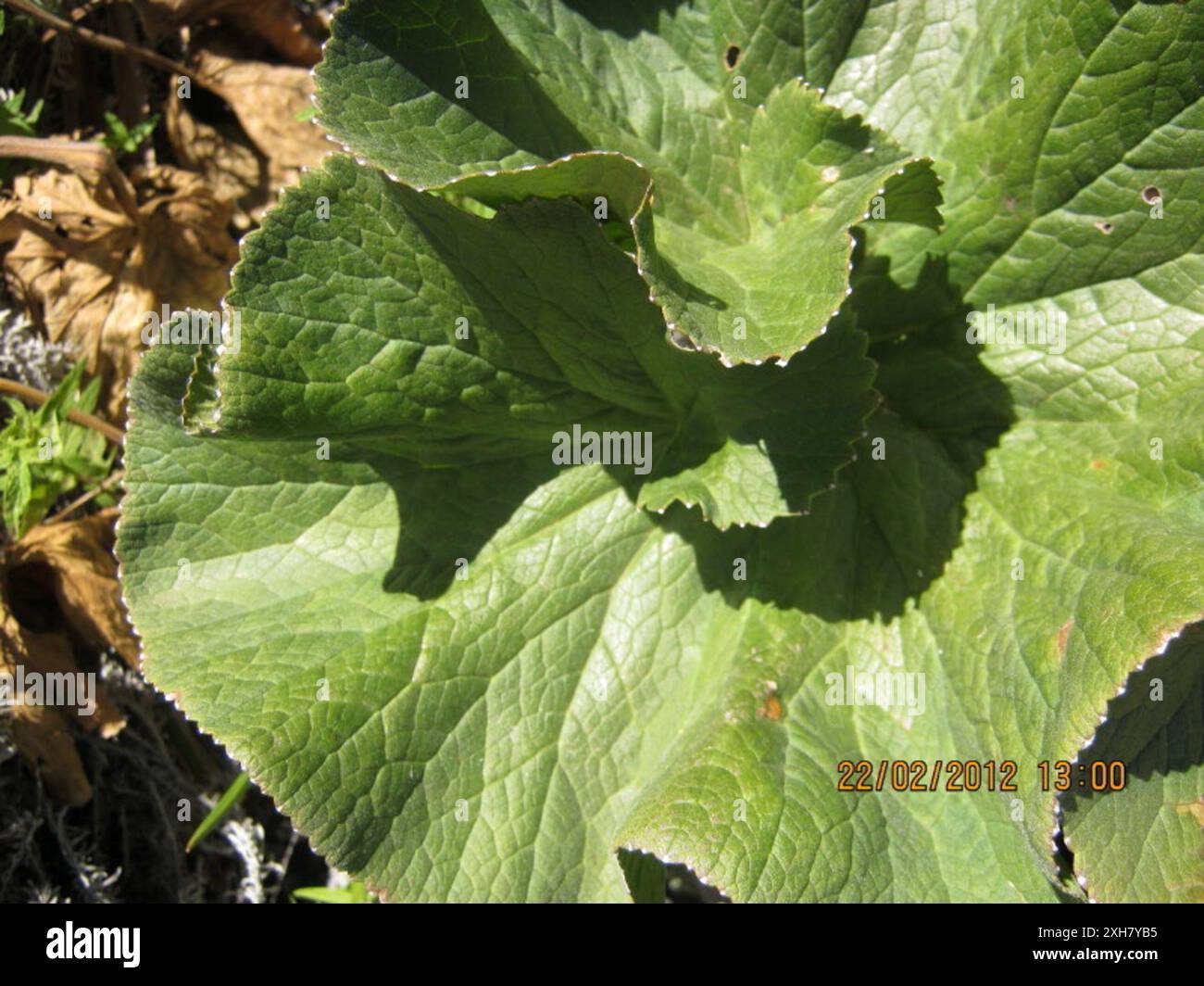 River Pumpkin (Gunnera perpensa) Gouekrans Groot Swartberg: On the jeep ...
