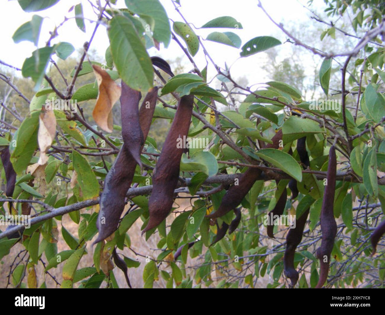 Sand Camwood (Baphia massaiensis) 423, Vilankulo: On Sasol pipeline ...