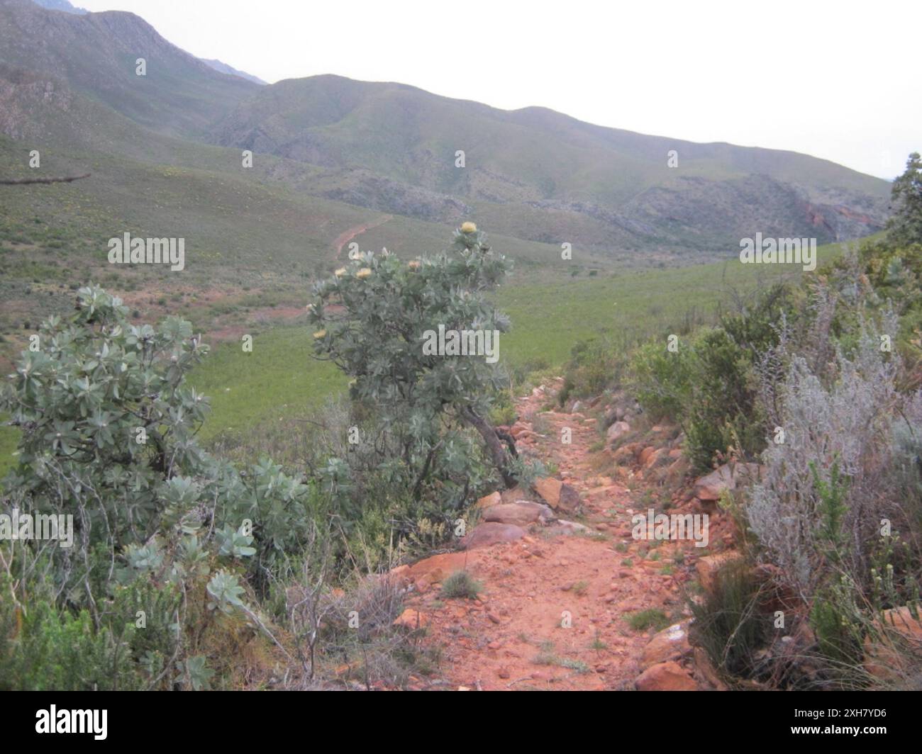 Wagon Tree (Protea nitida) De Hoek Circuit Groot Swartberg Stock Photo ...
