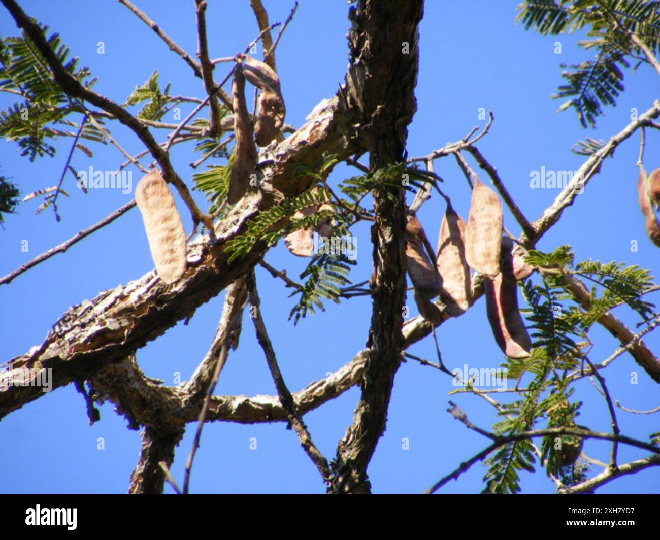 Paperbark Thorn (Vachellia sieberiana woodii) Umgeni River Nature ...