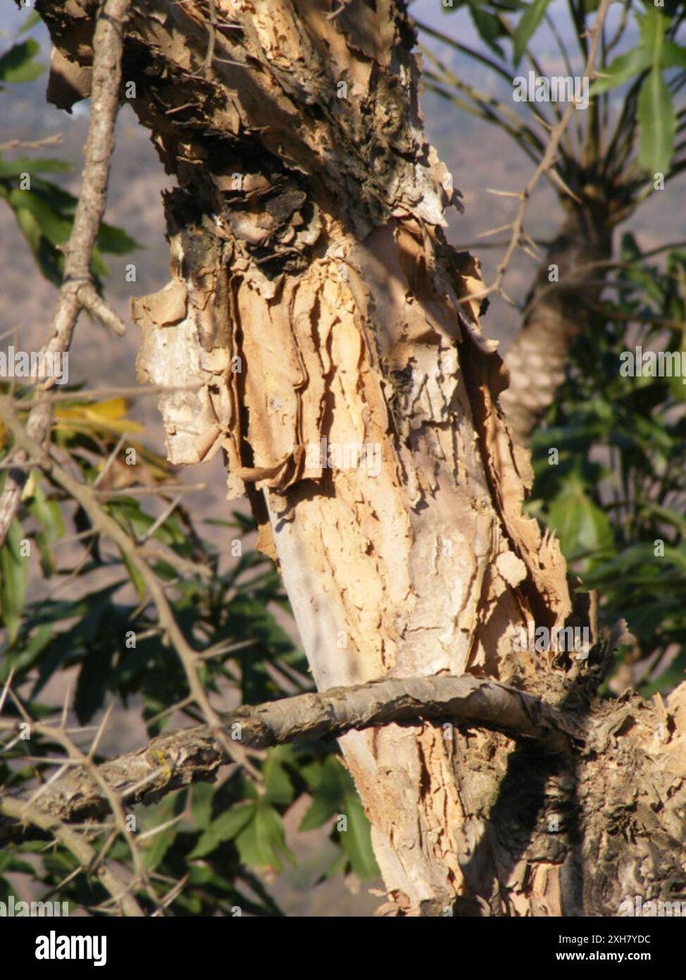 Paperbark Thorn (Vachellia sieberiana woodii) Umgeni River Nature ...