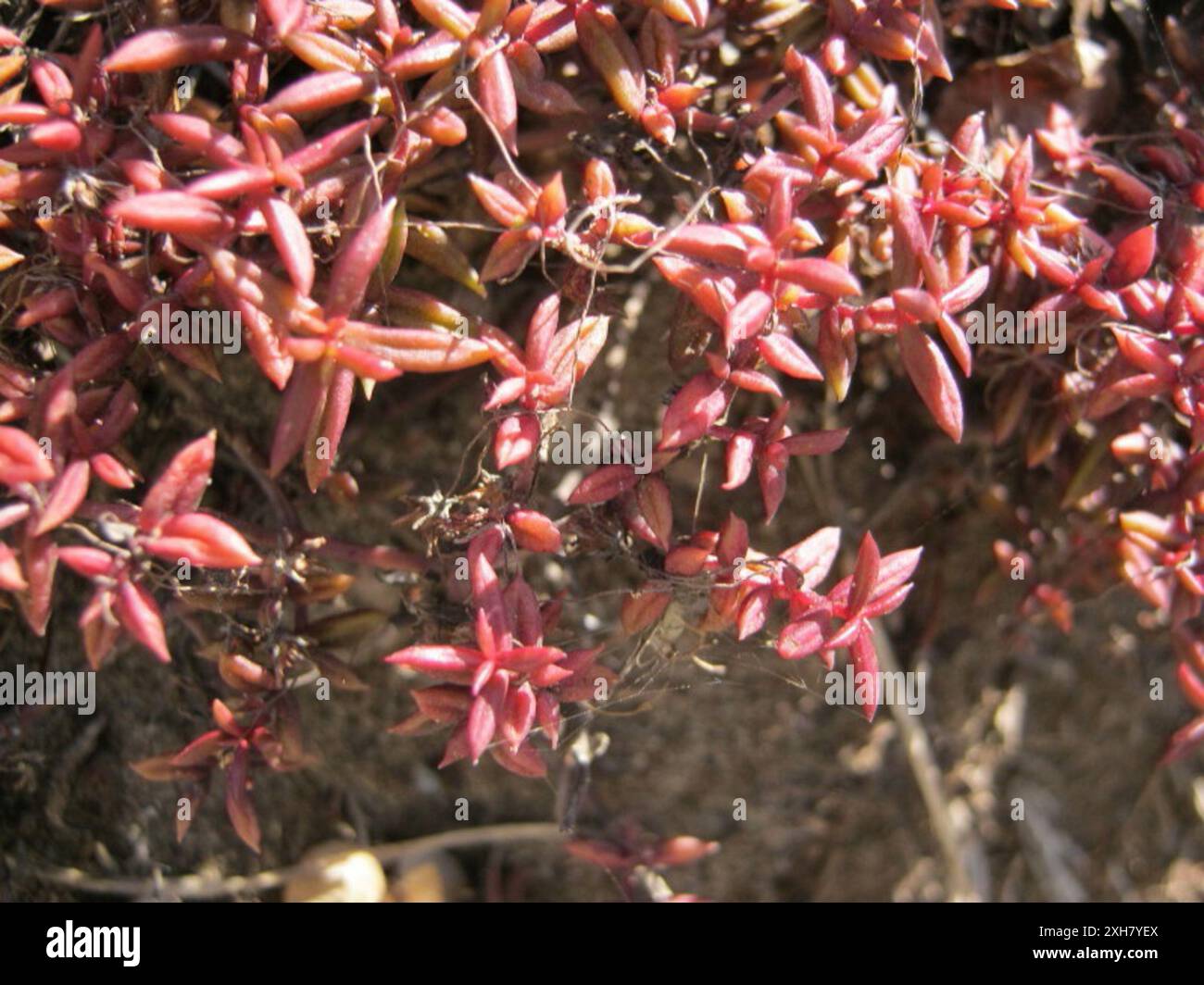 Common Fine Stonecrop (Crassula expansa expansa) Robberg: Common all ...
