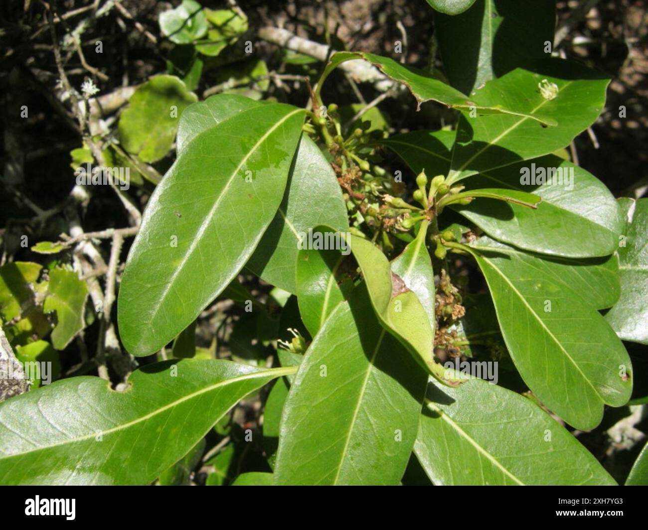 Southern White Milkwood (Sideroxylon inerme inerme) Salt River Hike: At ...