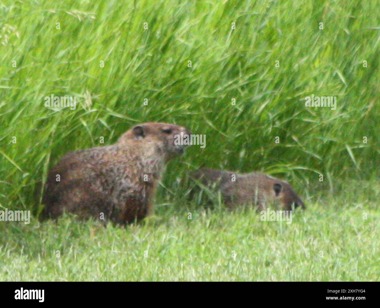 Groundhog (Marmota monax) 1212 karth lake drive Arden Hills, MN Stock ...
