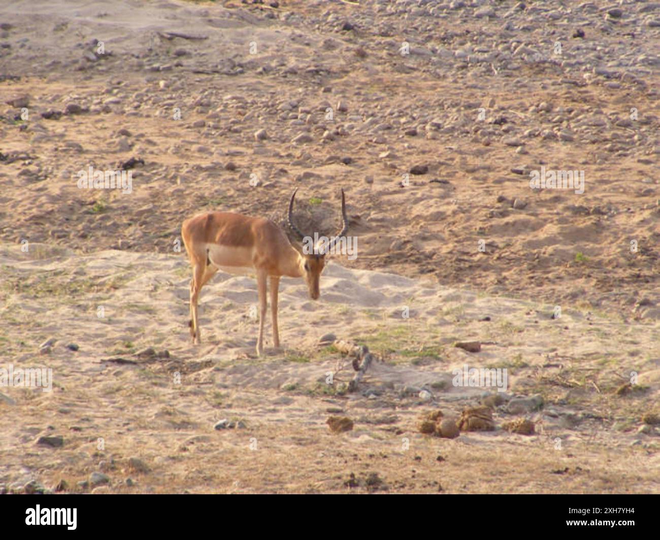 Common Impala (Aepyceros melampus melampus) Jakkalsbessie, Malelane: In ...