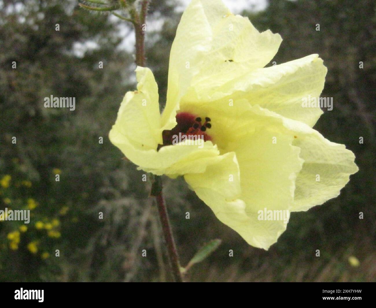 Prickly Tree Hibiscus (Hibiscus diversifolius diversifolius) Dune ...