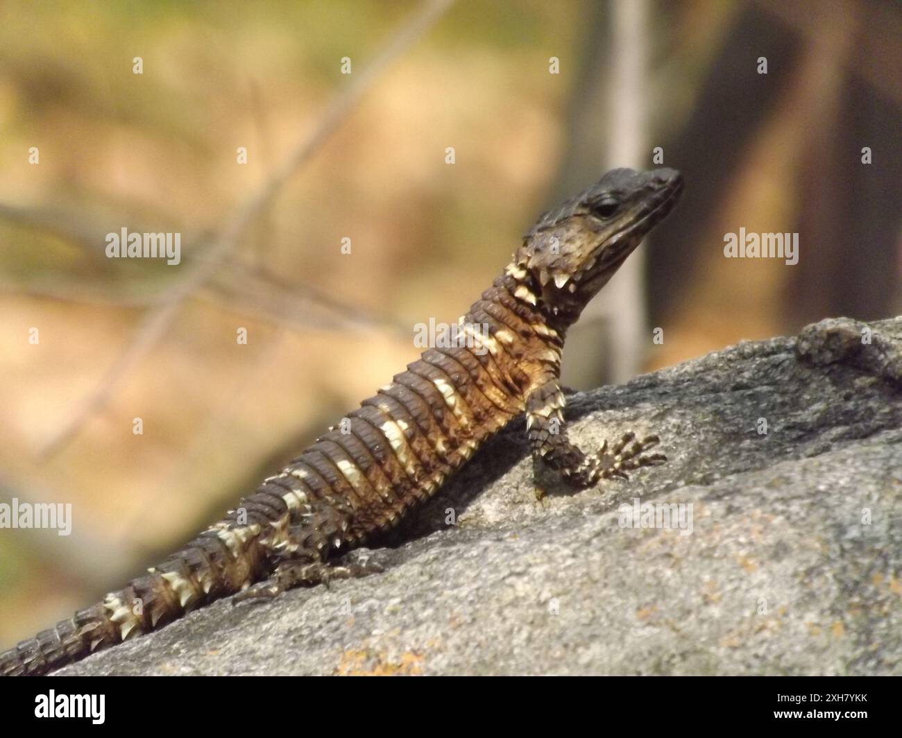 Van Dam’s Girdled Lizard (Smaug vandami) , Ndzalama: Game Ranch near ...