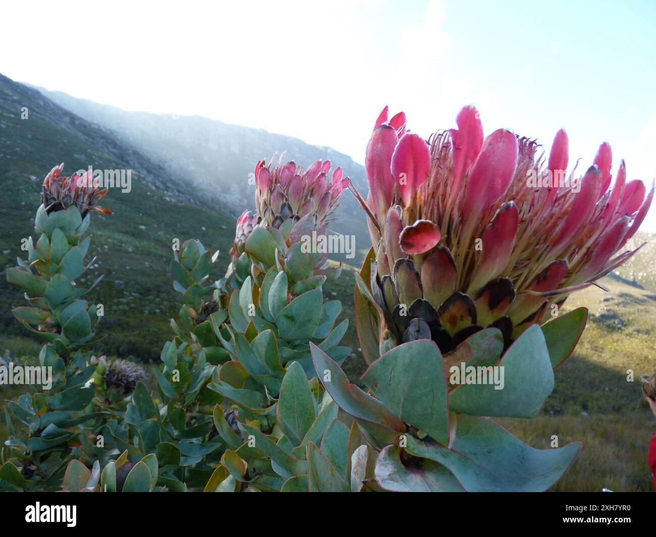 Broad-leaved Sugarbush (Protea eximia) , Swartberg Mts: Occurs in ...