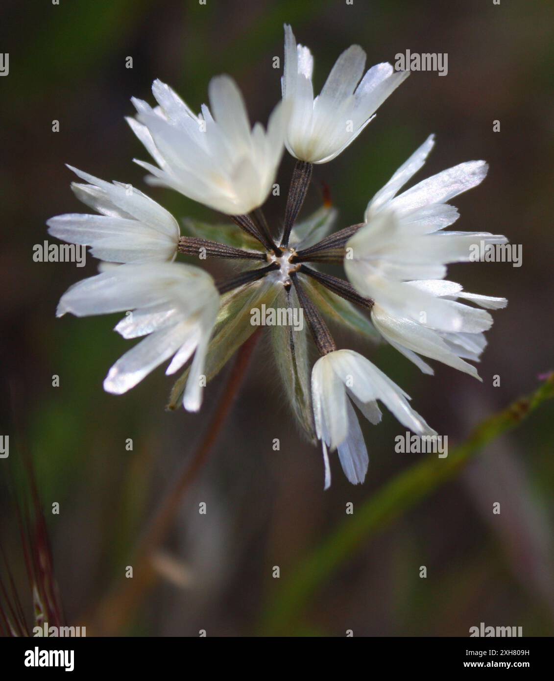 Blow Wives (Achyrachaena mollis) Jasper Ridge Biological Reserve Stock ...