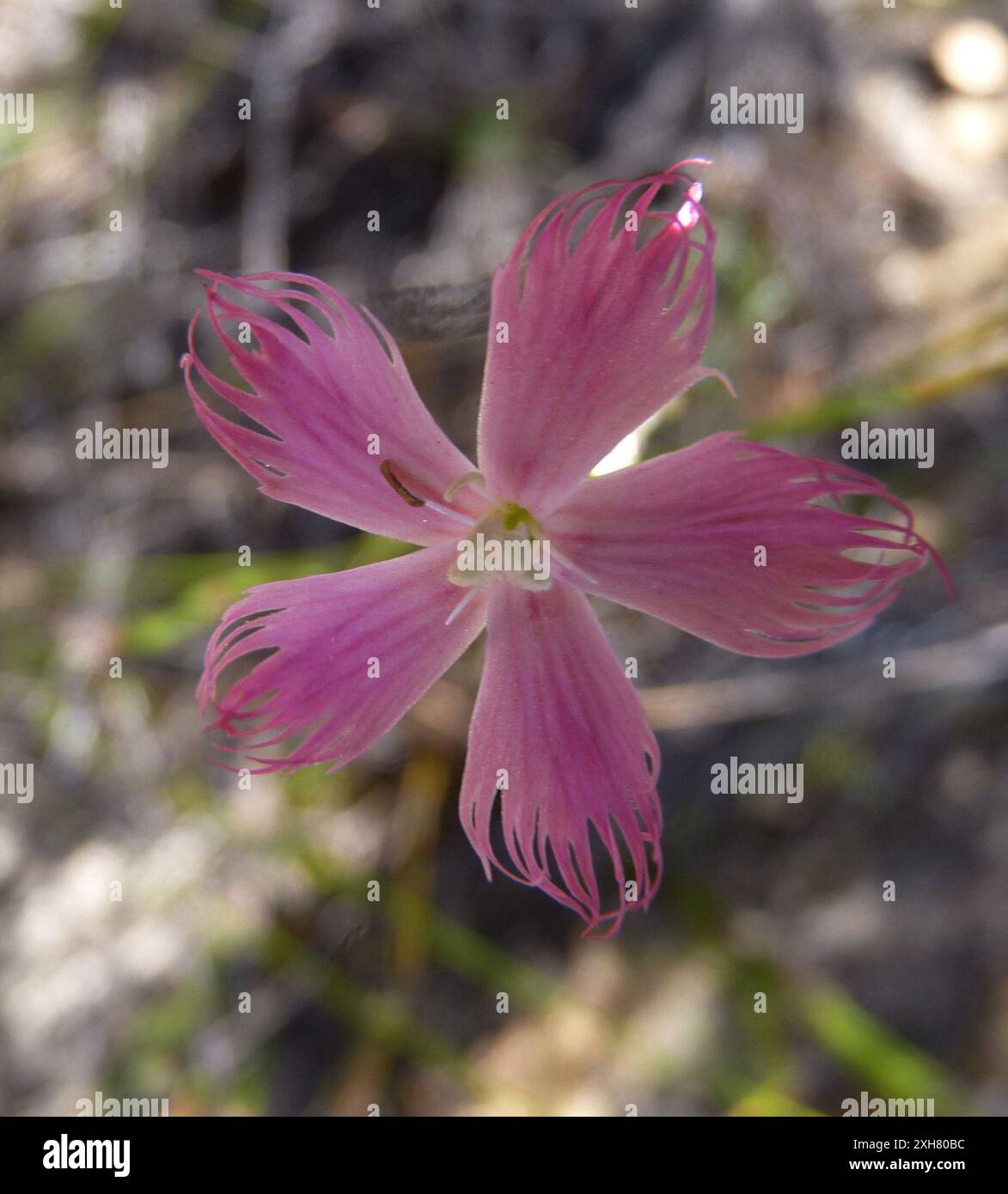 Cape Pink (Dianthus bolusii) Swartberg Reserve: On the Bothashoek jeep ...