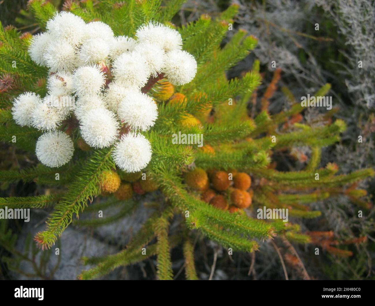 Redleg Kolkol (Berzelia abrotanoides) Sleeping Beauty Trail in the ...