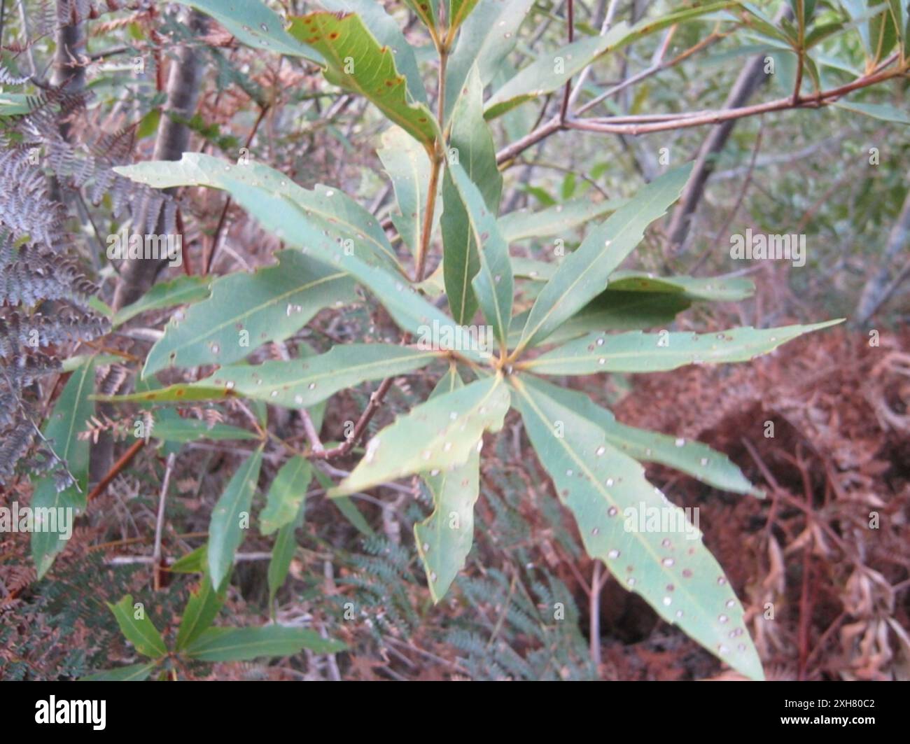 Brabejum hi-res stock photography and images - Alamy