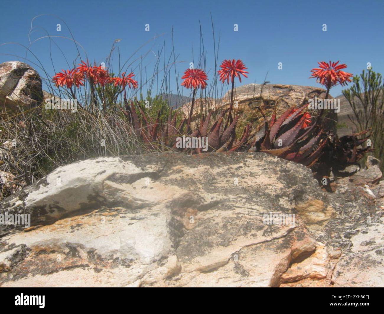 Mitre Aloe Complex (Aloe perfoliata) Eastern head of Perdepoort in the ...