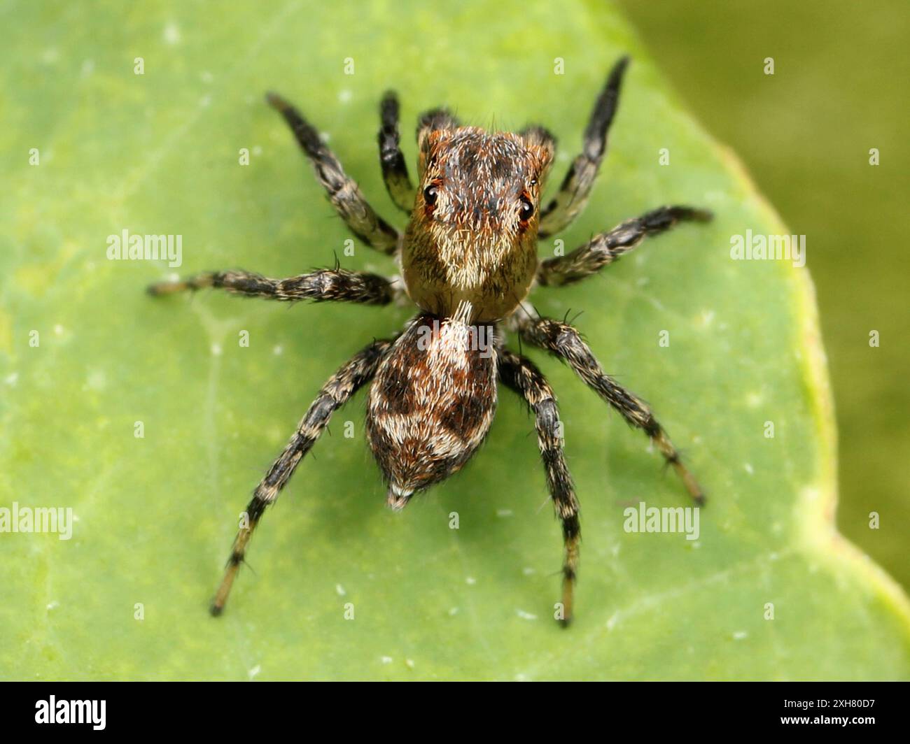 flea jumping spider (Naphrys pulex) Nashville, Tennessee, US Stock ...