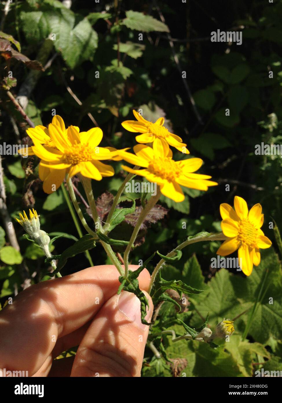 common woolly sunflower (Eriophyllum lanatum) California, US Stock ...