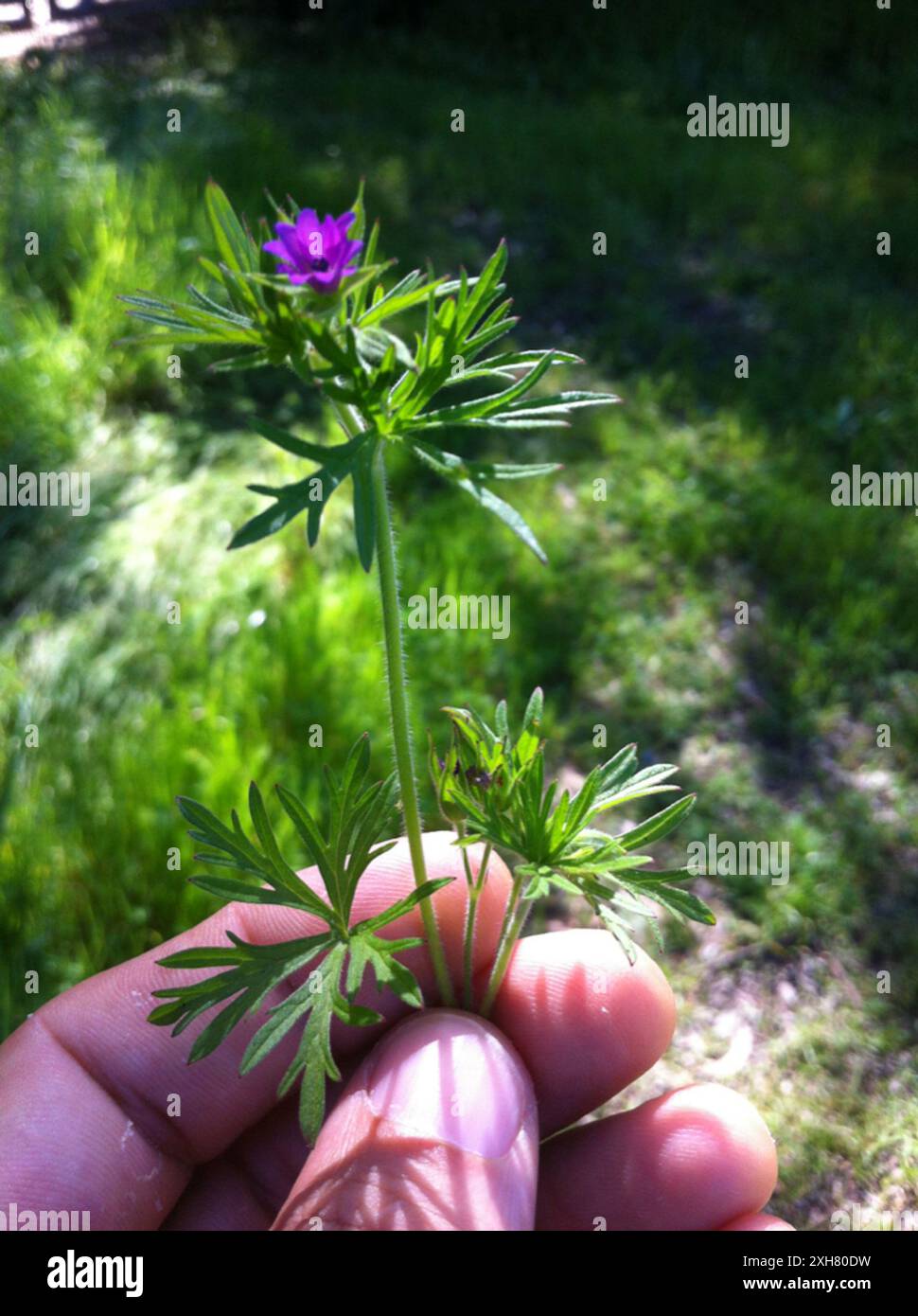 Cut-leaved crane's-bill (Geranium dissectum) Universidad Stanford ...