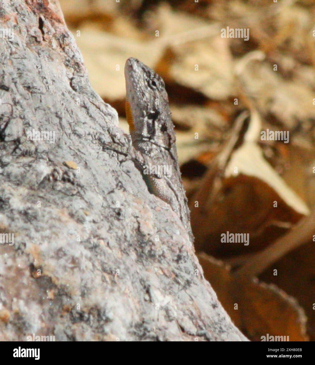 Tropical tree lizard (Urosaurus bicarinatus) Xochicalco Stock Photo - Alamy