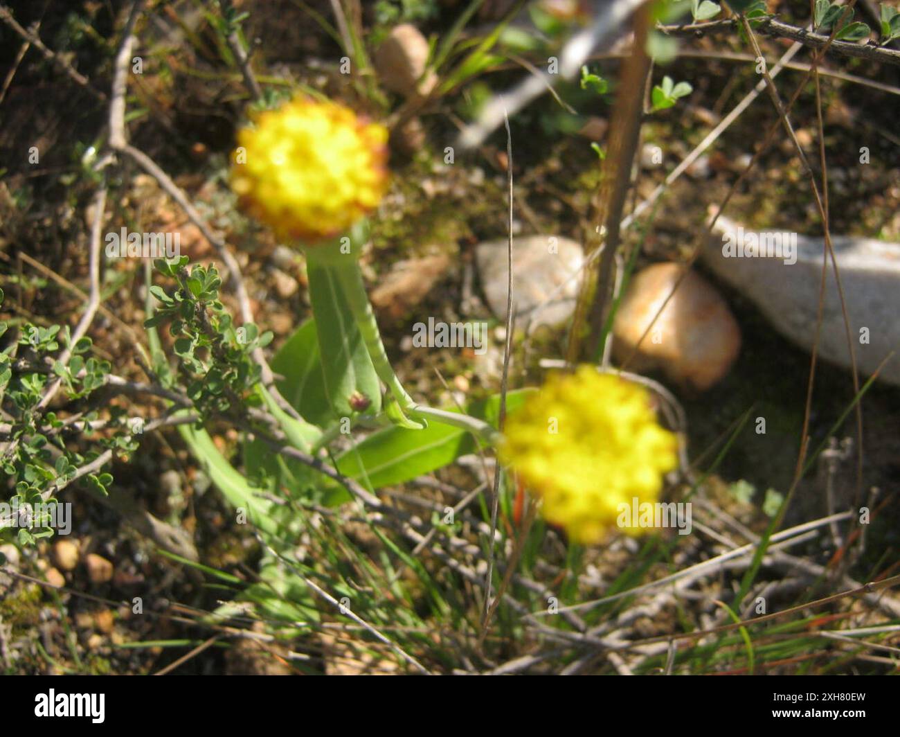 Leafy Babooncabbage (Othonna gymnodiscus) Rooiberg in the Gamkaberg ...