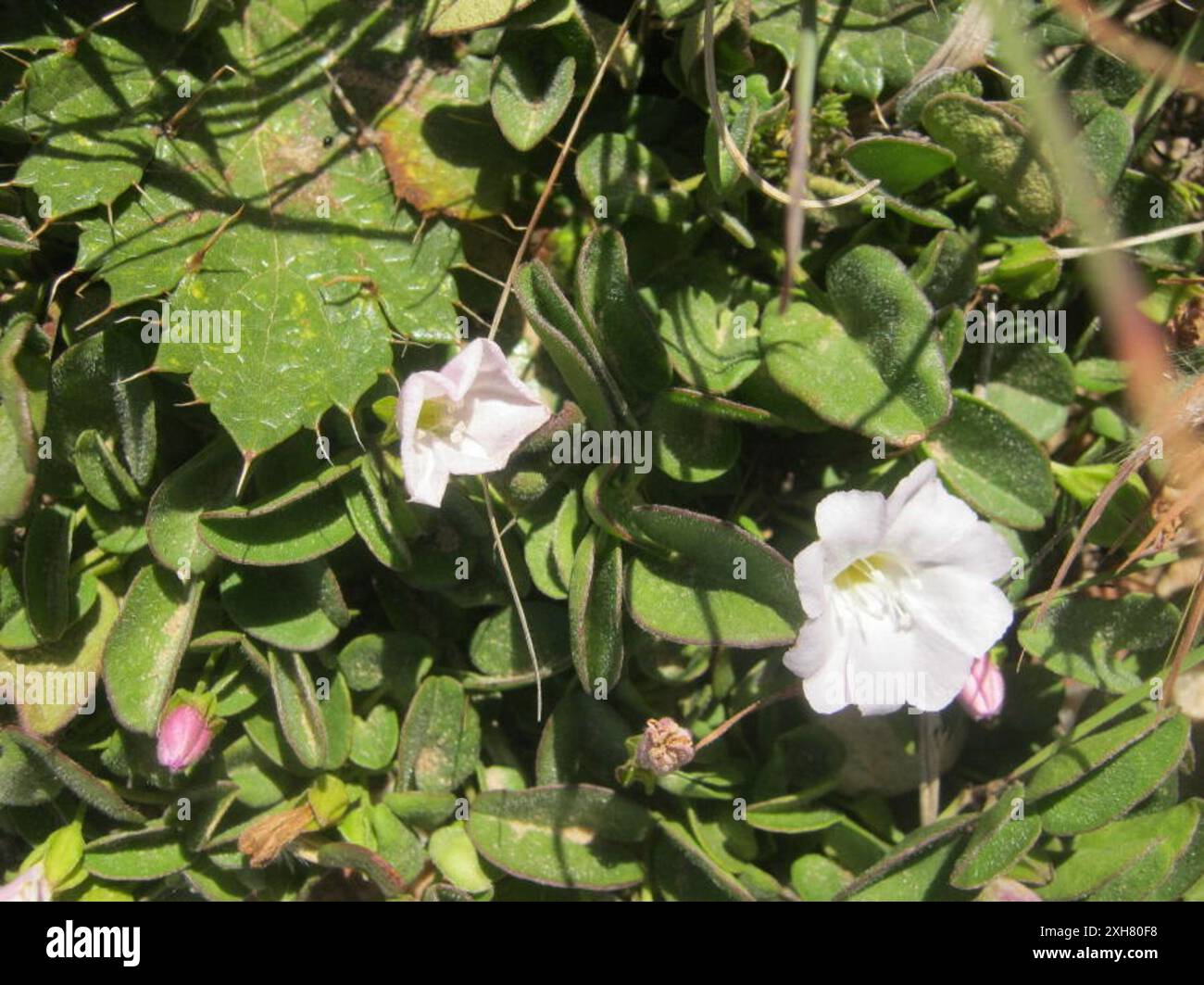 Falkia repens hi-res stock photography and images - Alamy