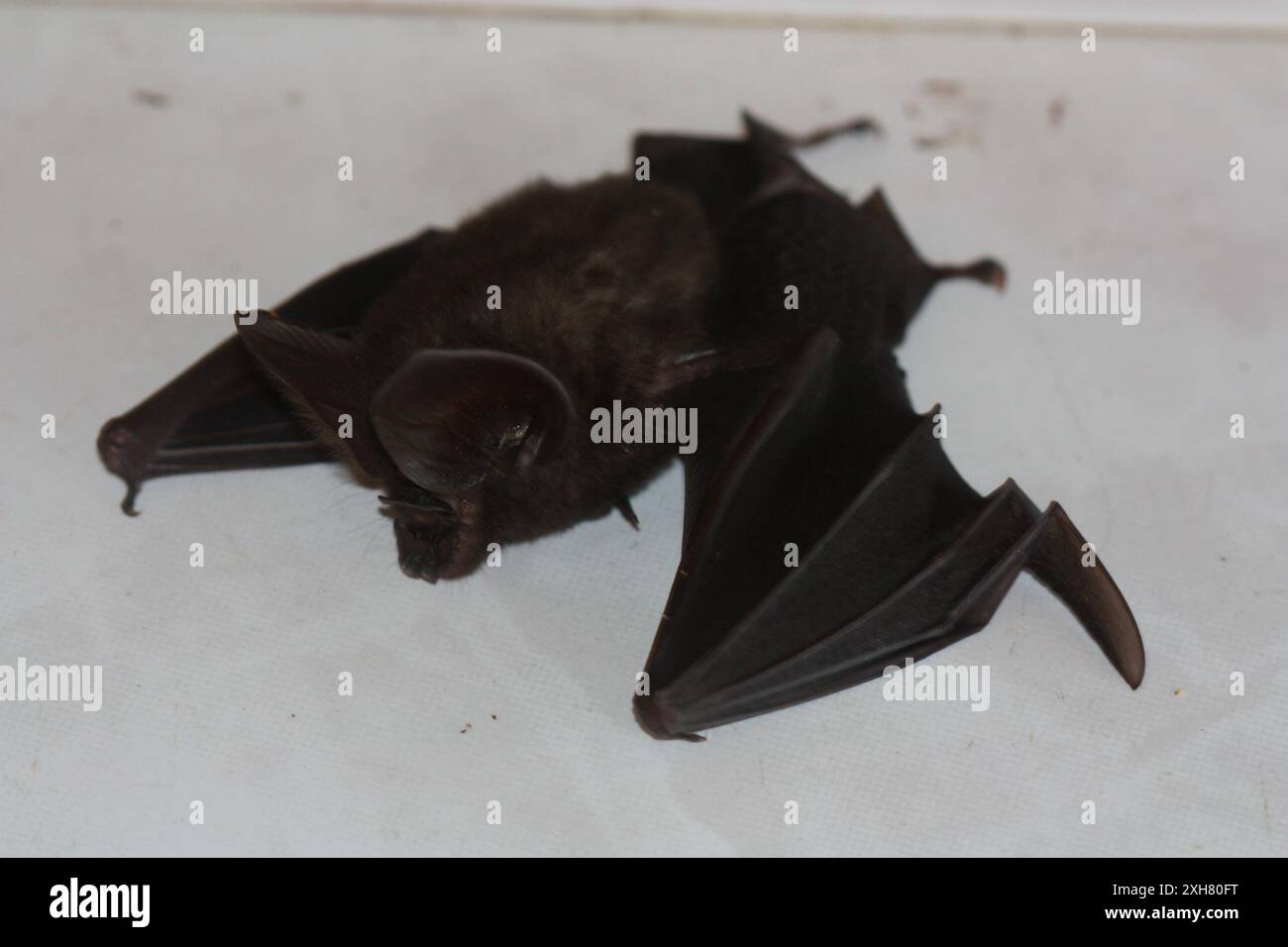 Old World Roundleaf Bats (Hipposideros) Sabah, MY Stock Photo - Alamy