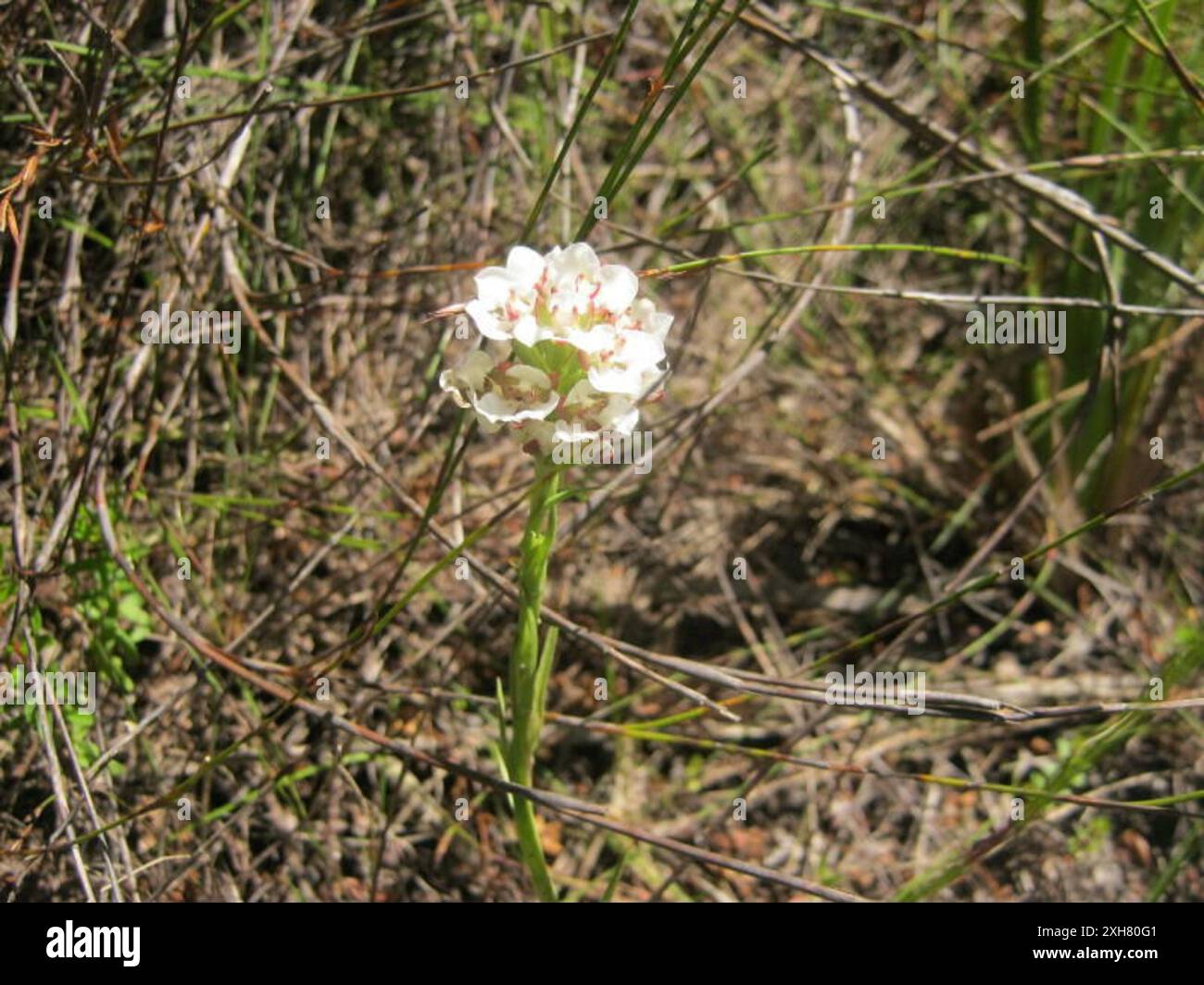 Ceratandra globosa hi-res stock photography and images - Alamy