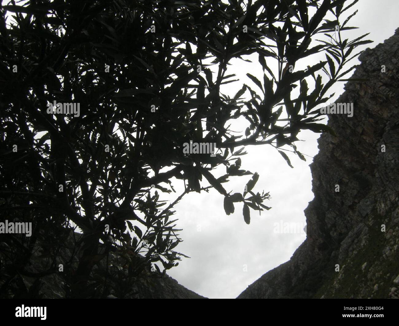 Brabejum hi-res stock photography and images - Alamy