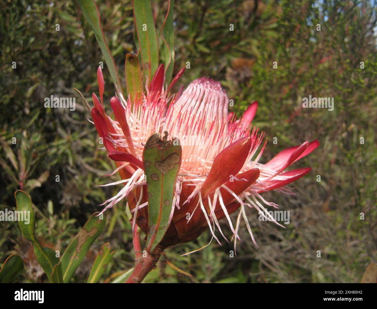 Protea susannae hi-res stock photography and images - Alamy