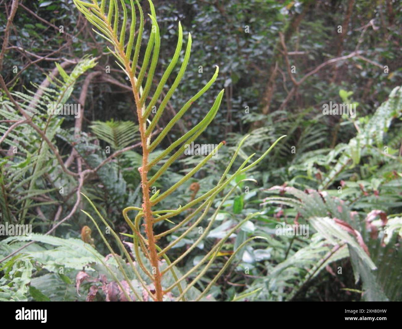 Cape Hard Fern (Blechnum capense) Gouna State Forests Stock Photo - Alamy