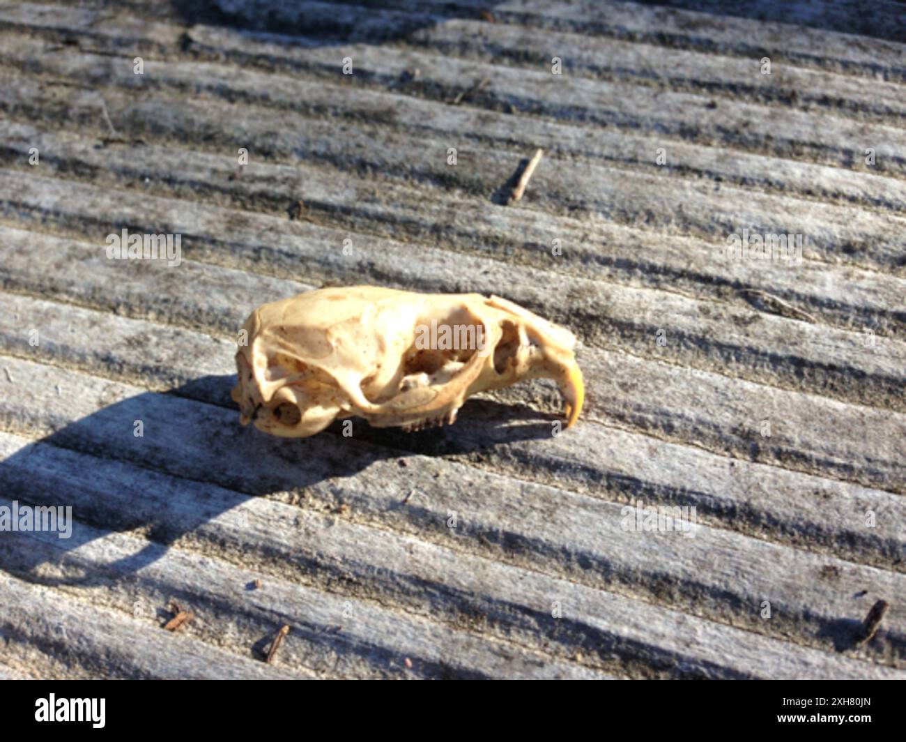California Vole (Microtus californicus) Mare Island Naval Complex ...
