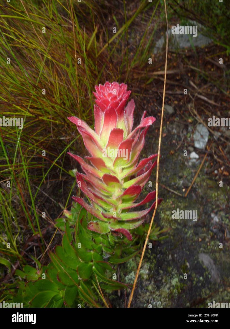 Common Pagoda (Mimetes cucullatus) , Rooiwaterspruit: On the ...