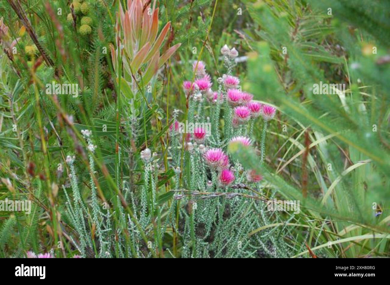 Cape everlasting (Phaenocoma prolifera) , Langeberg Nature Reserve: On ...