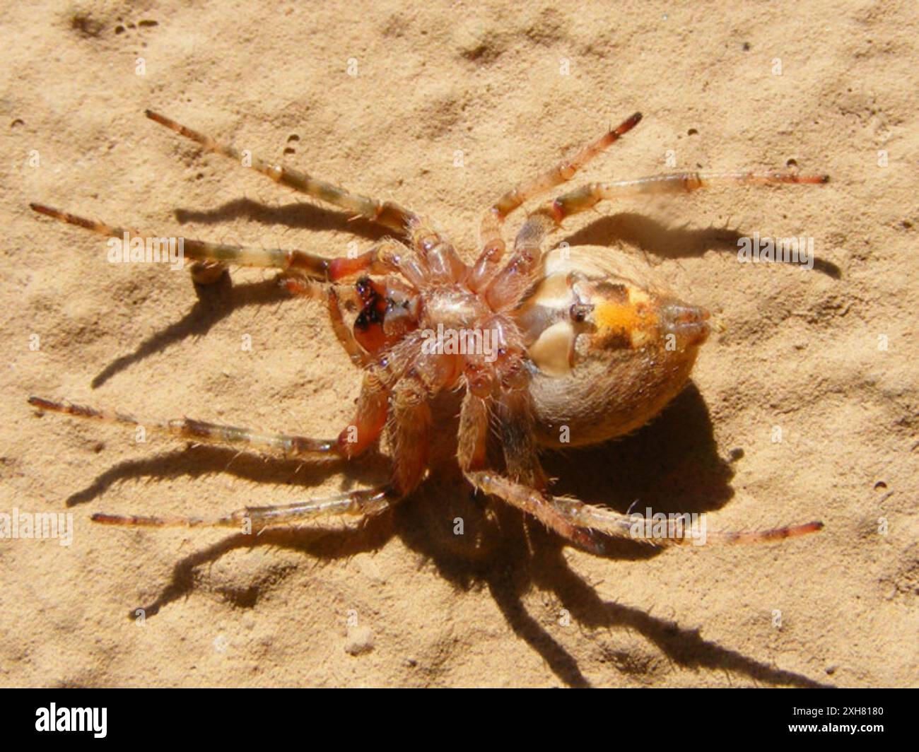 Red-spot Hairy Field Spider (Neoscona triangula) Jakkalsbessie ...