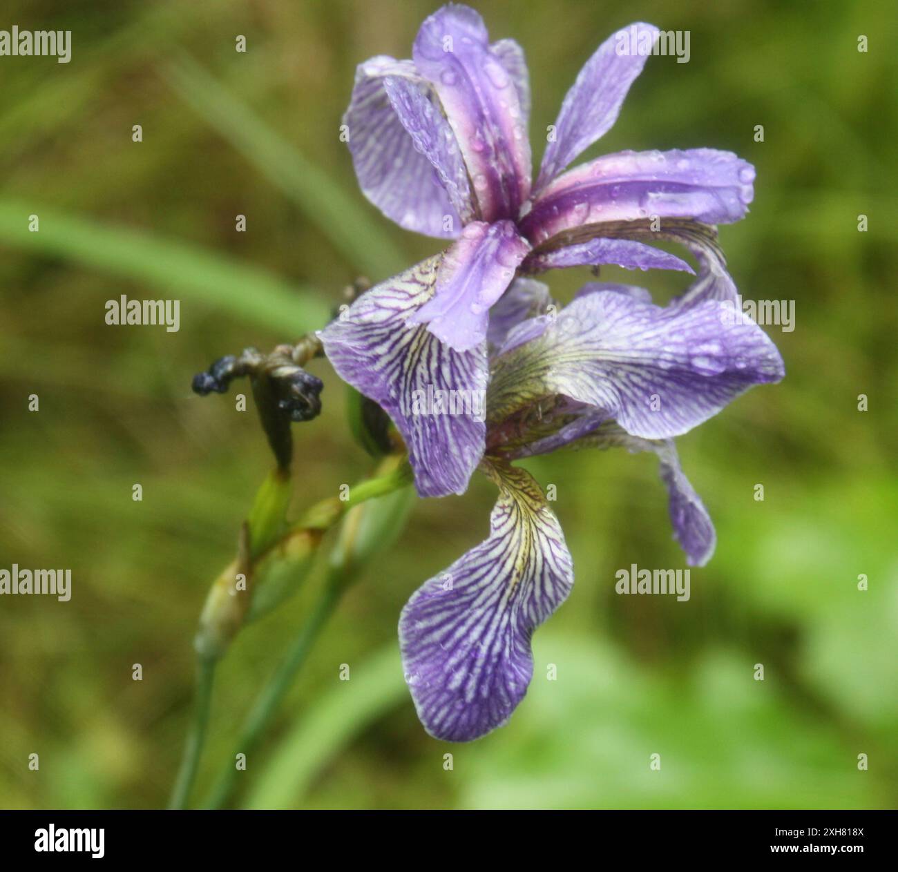 northern blue flag (Iris versicolor) North Atlantic Ocean Stock Photo - Alamy