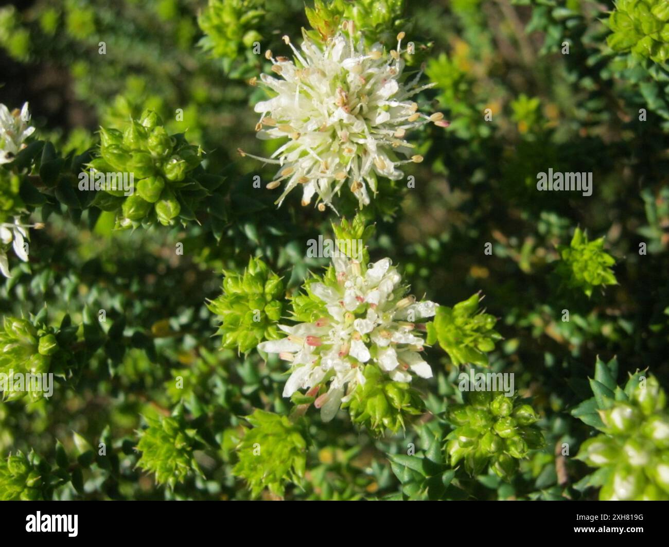 Garlic Buchu (Agathosma apiculata) Vleesbaai and surrounds Stock Photo ...
